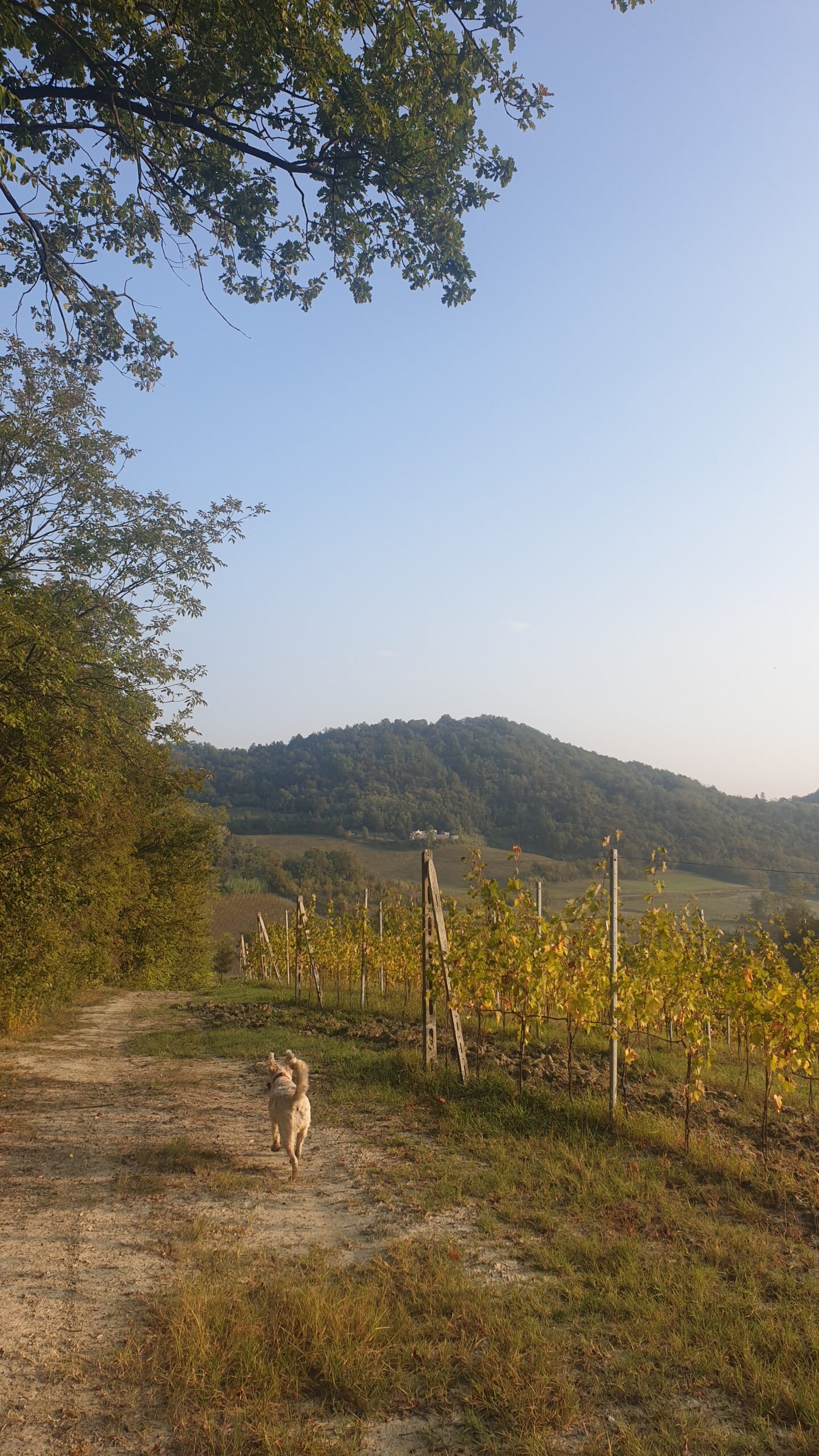 What it's like to WWOOF in Italy - Livguine